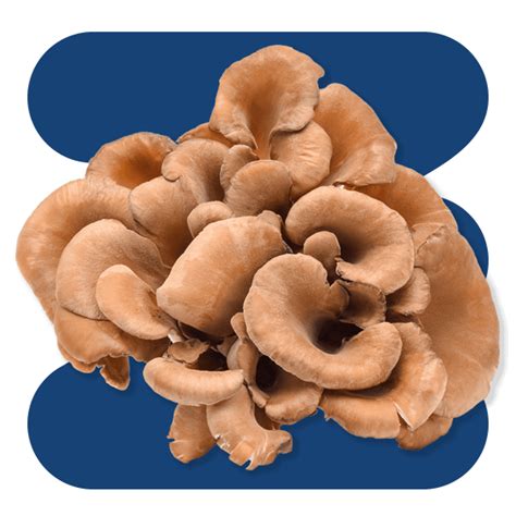 Maitake Mushroom Risotto Mushroom Recipes