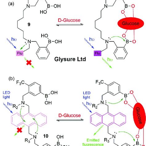 Chemical Structure And Proposed Glucose Binding Mode Of A The Glysure