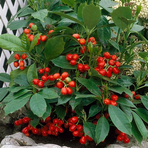 Aucuba Rozannie Spotted Laurel Gardeners Dream