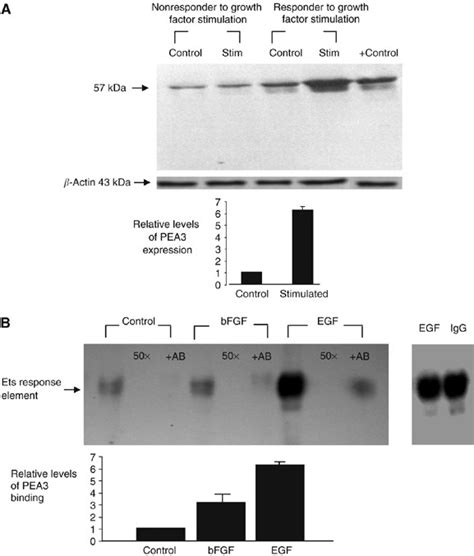 A Positive Role For Pea3 In Her2 Mediated Breast Tumour Progression British Journal Of Cancer