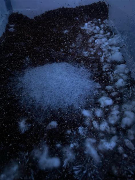 Is This Early Sign Of Trichoderma Rpsilocybingrowers