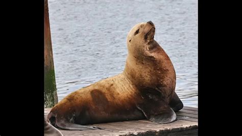 Massive Rare Sea Lion Unexpectedly Appears At California Pier What