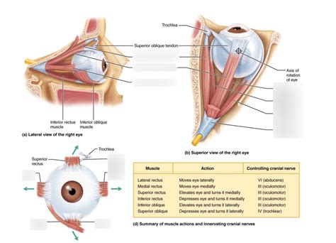Superior Oblique Muscle Action