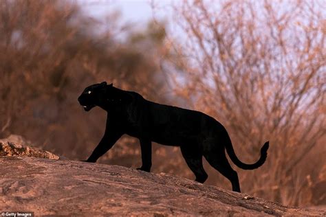 Ultra Rare Black Leopard Becomes ‘first To Be Photographed In Africa