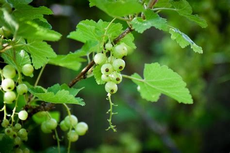 Grosella Características Cultivo Y Usos