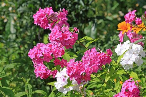 Pink And White Phlox Summer White Stem Photo Background And Picture For