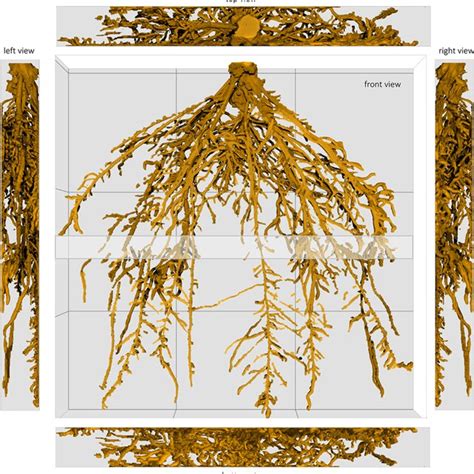 Root System Of A 21 Days Old Maize Plant Sample 1 Grown In A