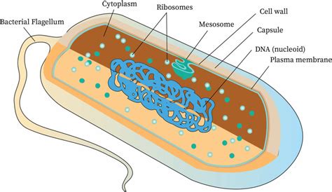 Bacterial Morphology Bartleby