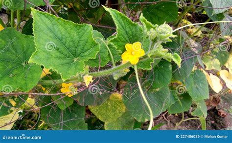 Cucumber Creeper Plant And Flowers Stock Image Image Of Gourd Marah