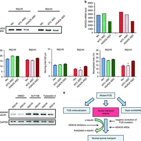 Effect Of Genetic Hdac6 Knockdown And Increased Acetylation Levels Of