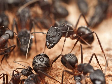 Pest Control Layout Breakdance Layouts