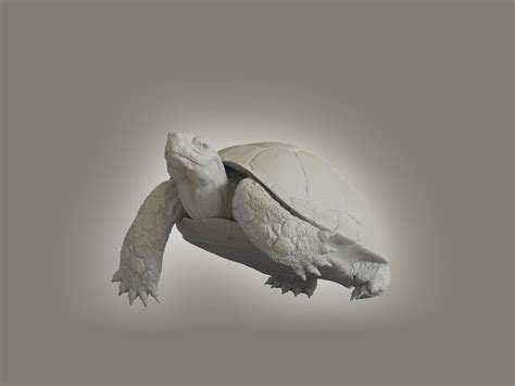 Turtle 3d Model Turbosquid 2081535