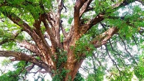 இத்தனை அற்புத பயன்களை கொண்டதா கருங்காலி மரம் Karungali Tree Has So Many Amazing Uses