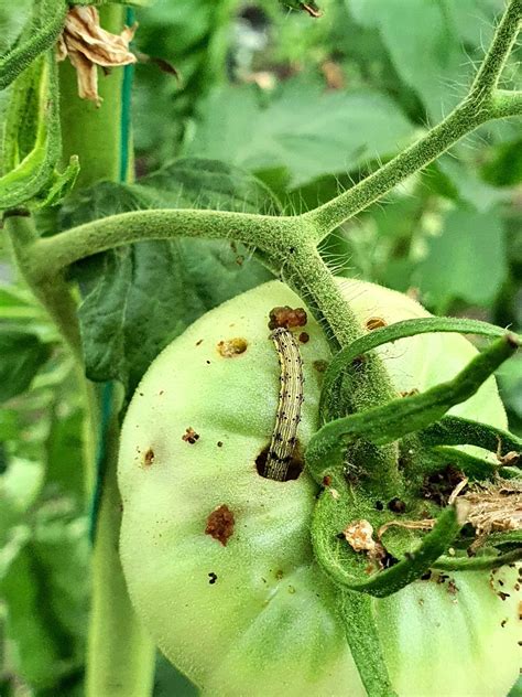 Best 13 Tomato Insect Pests Artofit