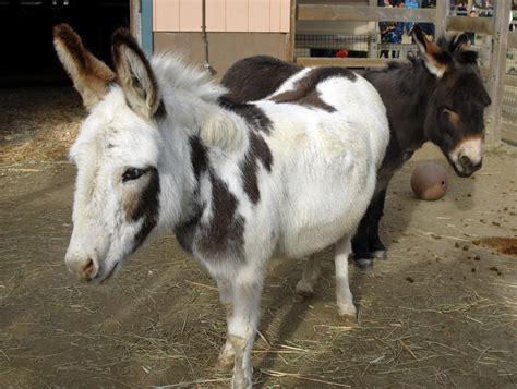 Disgusting Teenager Caught Red Handed Having Sex With Neighbours