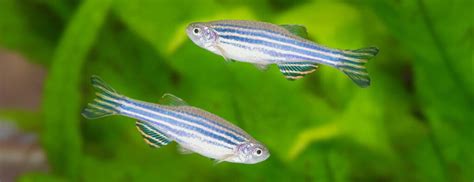 Testing Ect Oekotoxikologie Gmbh