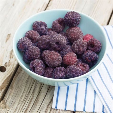 Royalty Purple Raspberry Linden Lane Farms