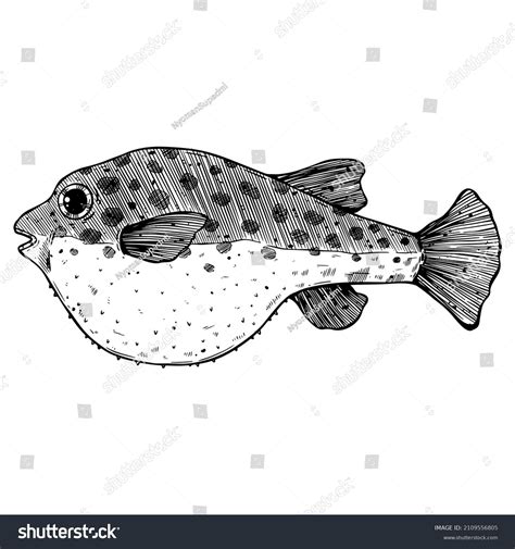 Fugu Fish Drawing