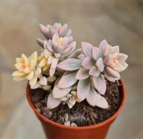Sedum Variegata Helmut Matk Kakteenkulturen