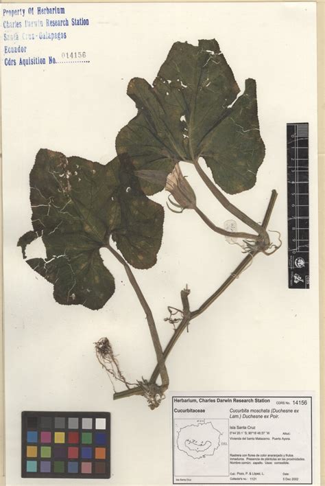 Cucurbita Moschata
