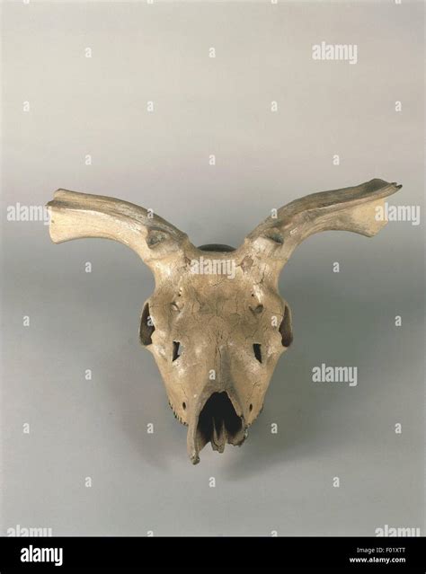 Fossils Deuterostomia Chordata Mammalia Irish Elk Or Giant Deer Megaceros Giganteus