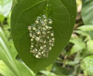 Where Do Frogs Lay Their Eggs Fully Explained