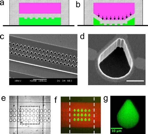 A Multilayer Microfluidic Device Capable Of Patterning Cells Inside