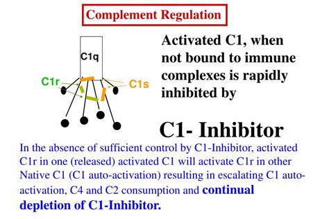 Ppt The Complement System Powerpoint Presentation Free Download Id Ppt The Complement System Powerpoint Presentation Free Download Id