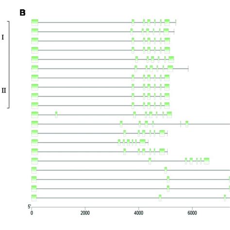 Cluster Analysis Of Ag Genes And Their Encoded Proteins From Various