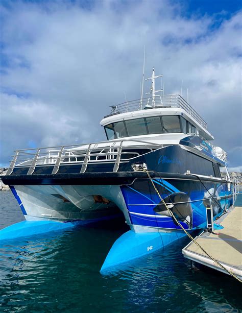 Orca Sex The Sex Life Of A Killer Whale