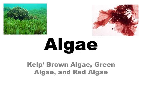 Ppt Algae Powerpoint Presentation Free Download Id2189520