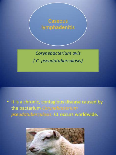 20 Caseous Lymphadenitis Pdf Infection Bacteria