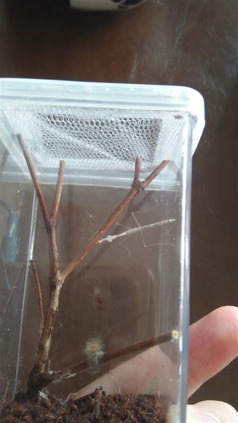 Glass Mantis L3 Rmantids