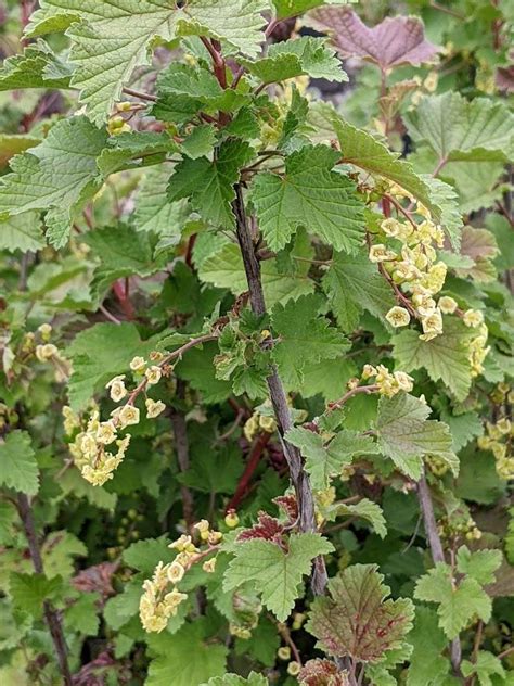 Photo Of The Entire Plant Of White Currant Ribes Rubrum Primus