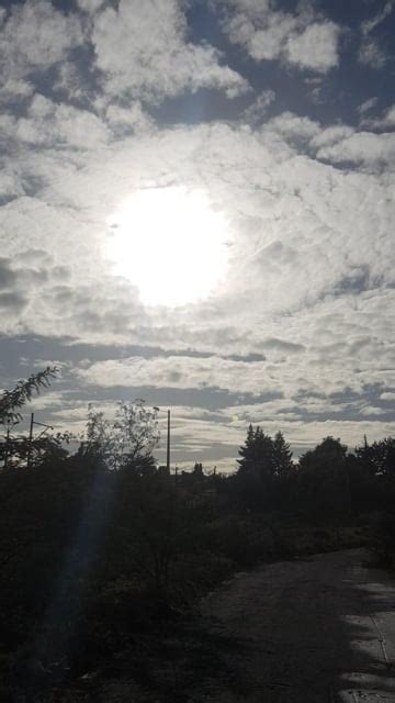 Tree Nature Summer Free Stock Video Pixabay