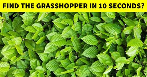 How Fast Can You Find The Green Grasshopper Hidden In These Leaves Small Joys
