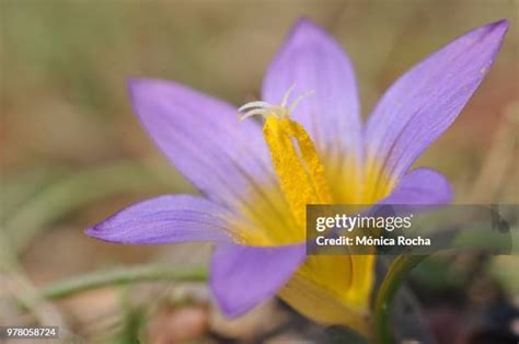 Romulea Photos And Premium High Res Pictures Getty Images