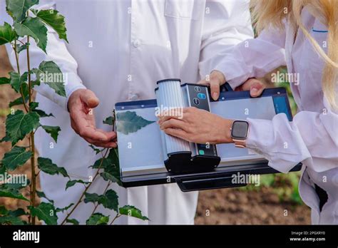 Scientist Measuring Leaf Area By Handheld Instrument That Performs Non Destructive Leaf Area