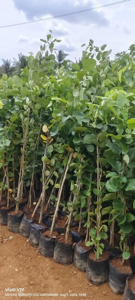 Well Drained Green Chamaram Sandalwood Plant For Garden At ₹ 110 Piece In Puthalam