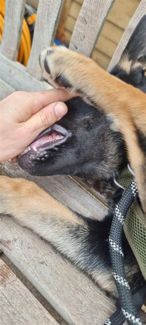 Swollen Lips R Belgianmalinois
