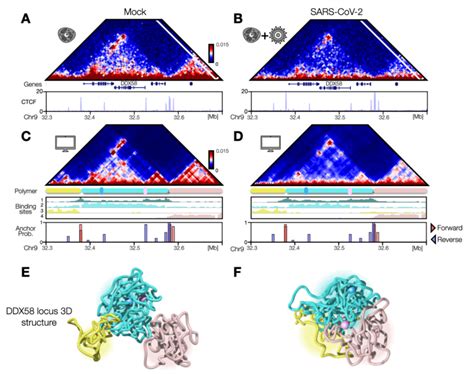 Structural Re Arrangements Of Ifn Ddx58 Locus A Mock Hic Data Of The