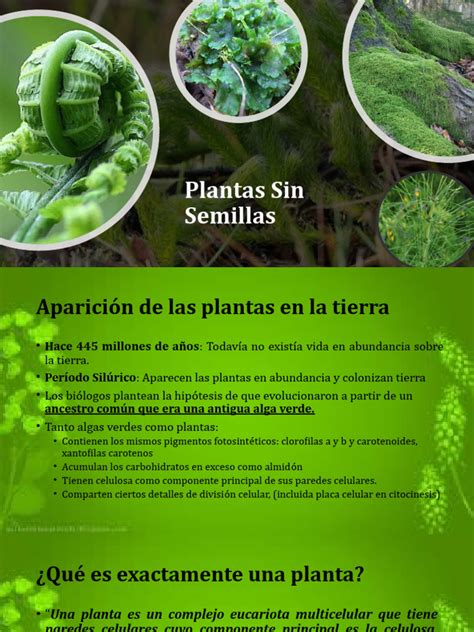 Plantas Sin Semillas Pdf Plantas Botánica