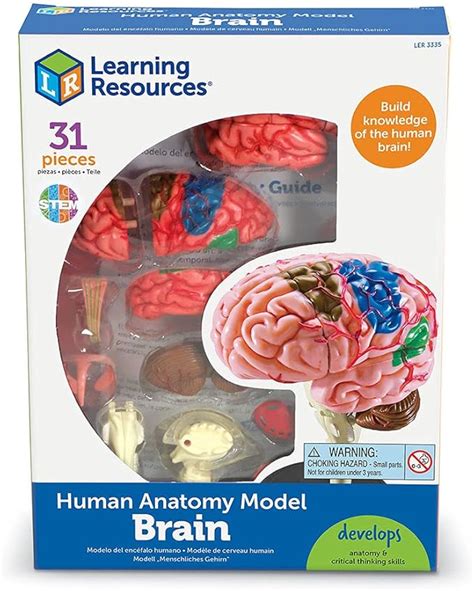 Learning Resources Brain Model Science Amazon Canada