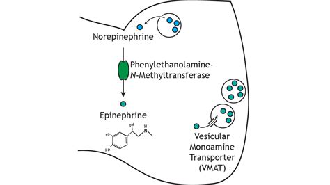 Neurotransmitter Synthesis And Storage Introduction To Neurobiology