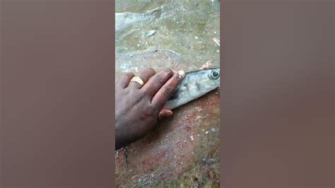 Ooli Fish Youtube