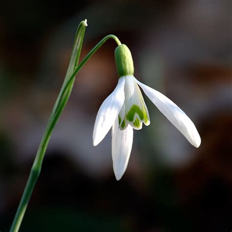 Galanthus Nivalis Common Snowdrop Snowdrop Snowdrops North