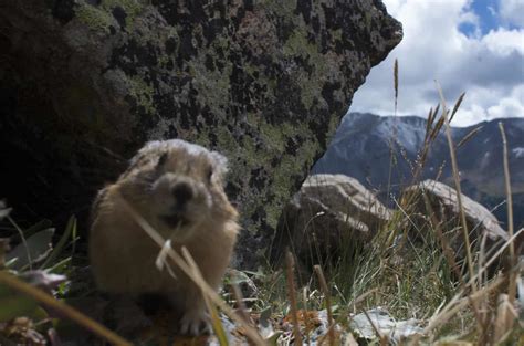 Be Good Guests To Our Wildlife Hosts Colorado Fourteeners Initiative