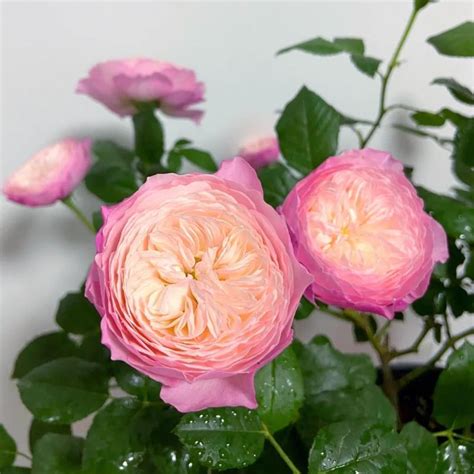 Constance Rose Timeless Beauty For Your Garden Rose Explosion