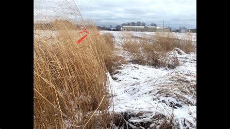 Is Upland Switchgrass Making Progress For Winter Standability Youtube