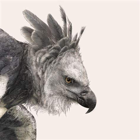 Harpy Eagle Drawing